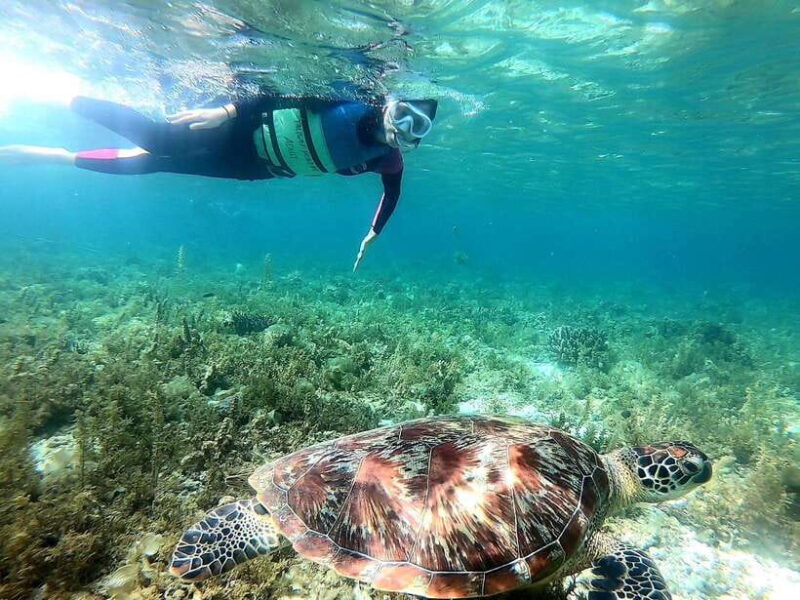 Cebu: Moalboal Sardine Run Snorkeling & Kawasan Canyon Tour - Key Points