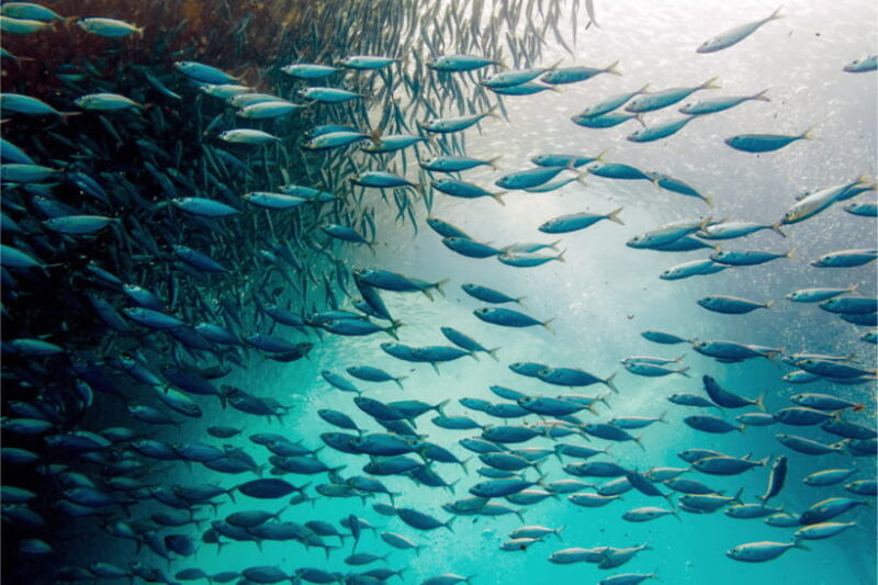 Cebu: Moalboal Sardine Run, Turtles & Oslob Whale Shark Tour - Key Points