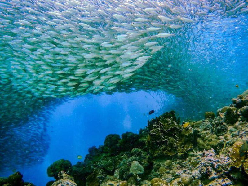 Cebu: Moalboal Sardines and Turtles Snorkeling Tour - What’s Included and What’s Not