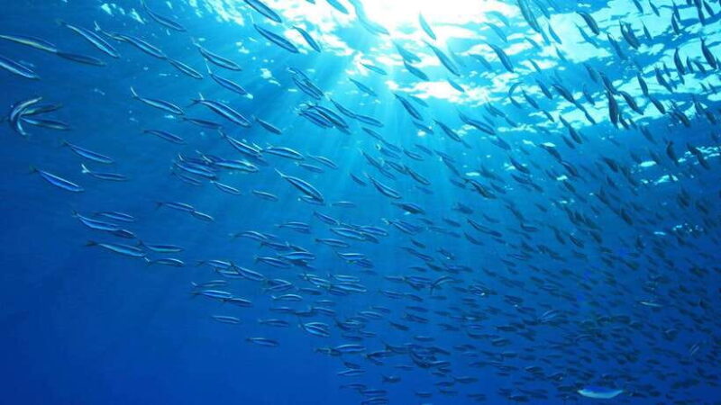 Cebu: Moalboal Sardines and Turtles Snorkeling Tour - The Experience and Real Traveler Feedback