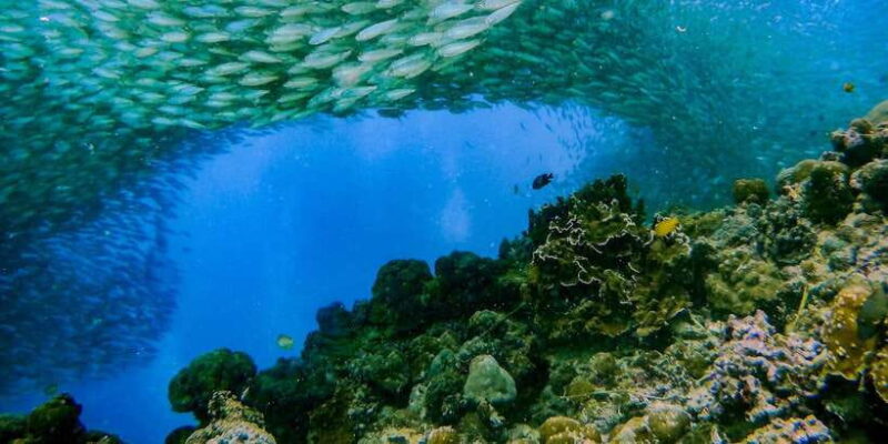 Cebu: Moalboal Sardines and Turtles Snorkeling Tour - The Practical Side: Timing, Duration, and Value