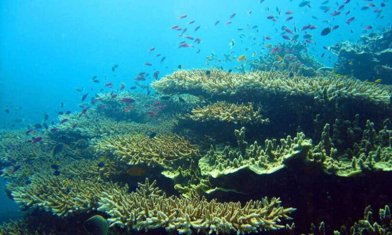 Cebu: Moalboal Sardines and Turtles Snorkeling Tour - Final Thoughts