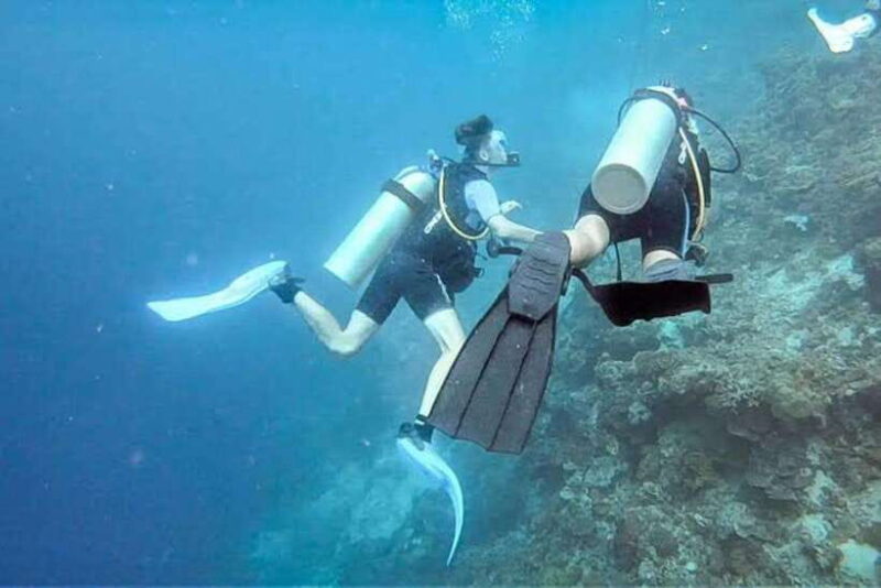 Cebu: Moalboal Scuba Diving, Sardines Run & Pescador Snorkel - Key Points