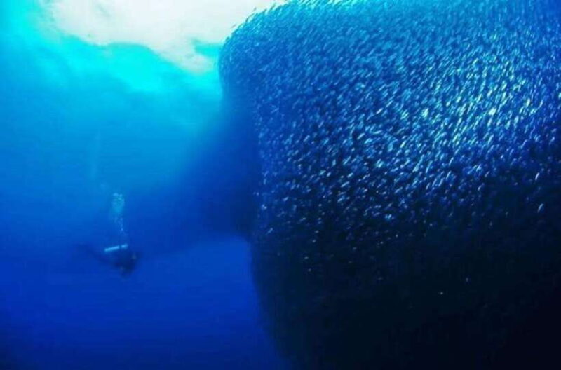 Cebu: Moalboal Scuba Diving, Sardines Run & Pescador Snorkel - The Itinerary in Detail