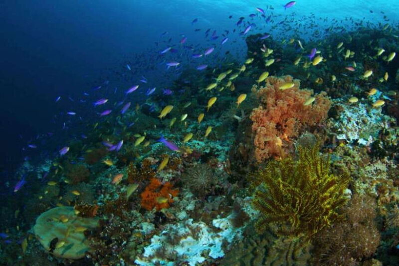 Cebu: Moalboal Scuba Diving, Sardines Run & Pescador Snorkel - Authentic Feedback from Travelers