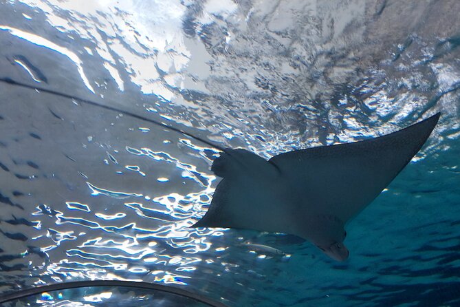 Cebu Ocean Park - Practical Tips for Your Visit