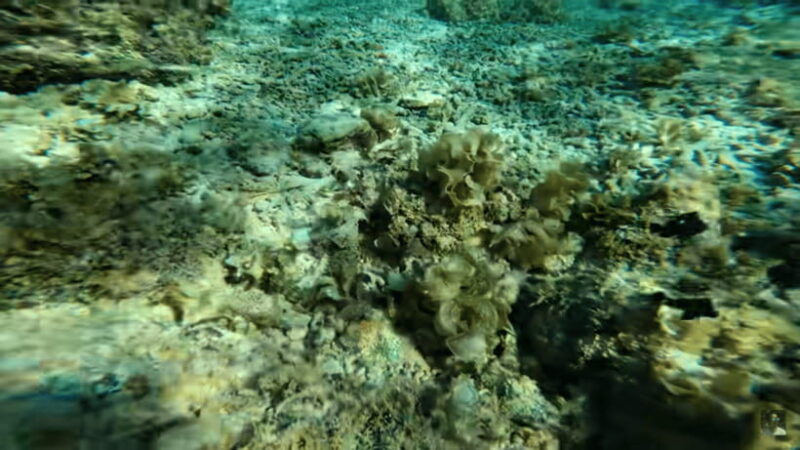 Cebu: Oslob Whale Shark and Moalboal Snorkeling Adventure - Key Points