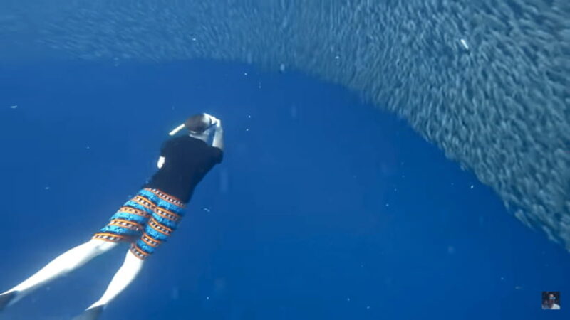 Cebu: Oslob Whale Shark and Moalboal Snorkeling Adventure - Who Will Love This Tour?