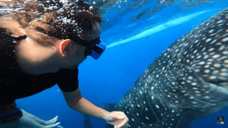 Cebu: Oslob Whale Shark and Moalboal Snorkeling Adventure - The Sum Up