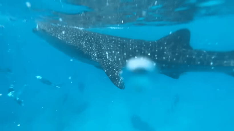 Cebu: Oslob Whale Shark and Moalboal Snorkeling Tour - Key Points