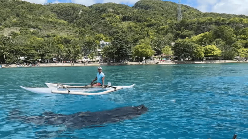 Cebu: Oslob Whale Shark and Moalboal Snorkeling Tour - The Highlights of the Tour