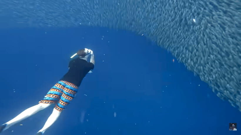 Cebu: Oslob Whale Shark and Moalboal Snorkeling Tour - Authentic Experiences and Honest Feedback