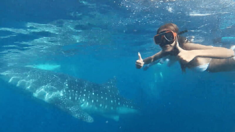 Cebu: Oslob Whale Shark and Moalboal Snorkeling Tour - Breaking Down the Itinerary: What Makes Each Stop Special