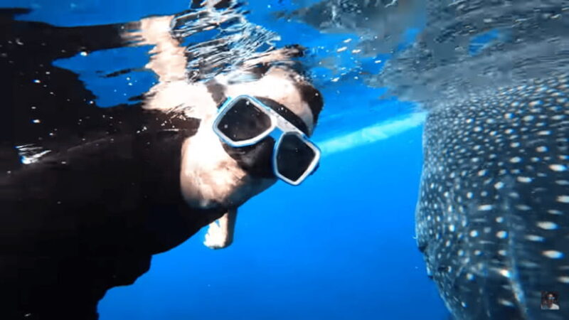 Cebu: Oslob Whale Shark and Moalboal Snorkeling Tour - The Sum Up: Who Will Love This Tour?
