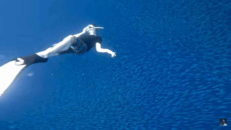 Cebu: Oslob Whale Shark and Moalboal Snorkeling Tour - FAQ