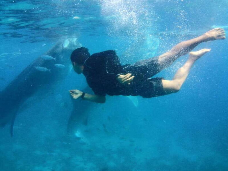 Cebu: Oslob Whale Shark Encounter & SUMILON with Transfers - Key Points