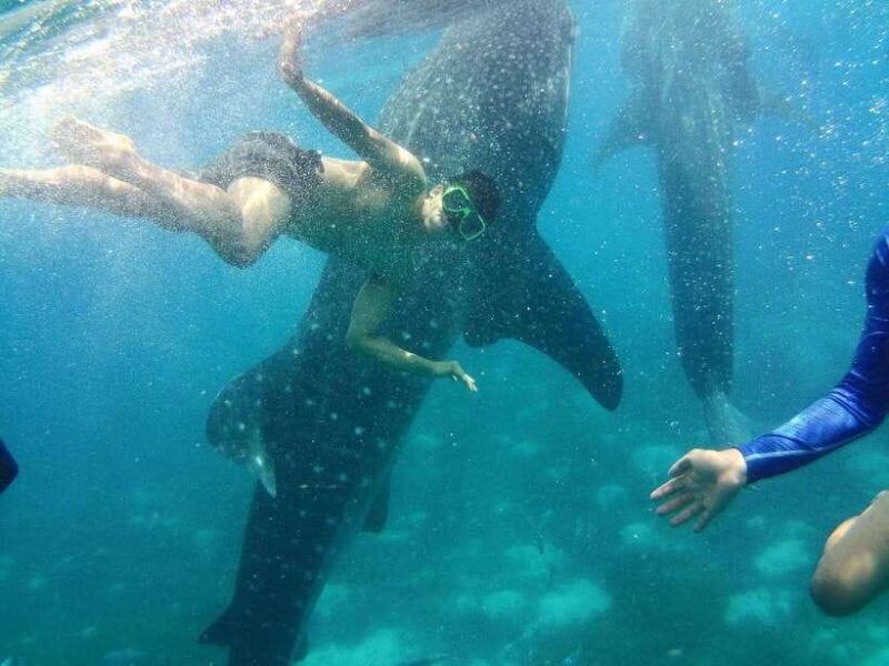 Cebu: Oslob Whale Shark Encounter & SUMILON with Transfers - What We Love About This Tour
