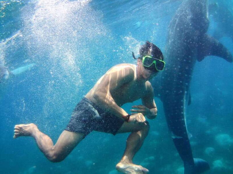 Cebu: Oslob Whale Shark Encounter & SUMILON with Transfers - Potential Drawbacks