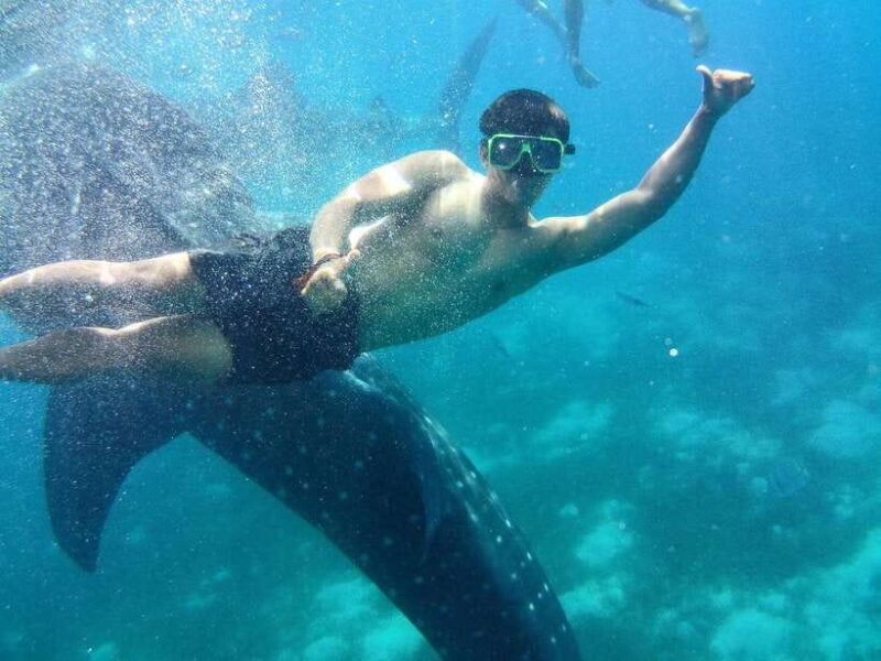 Cebu: Oslob Whale Shark Encounter & SUMILON with Transfers - Who Is This Tour Best For?
