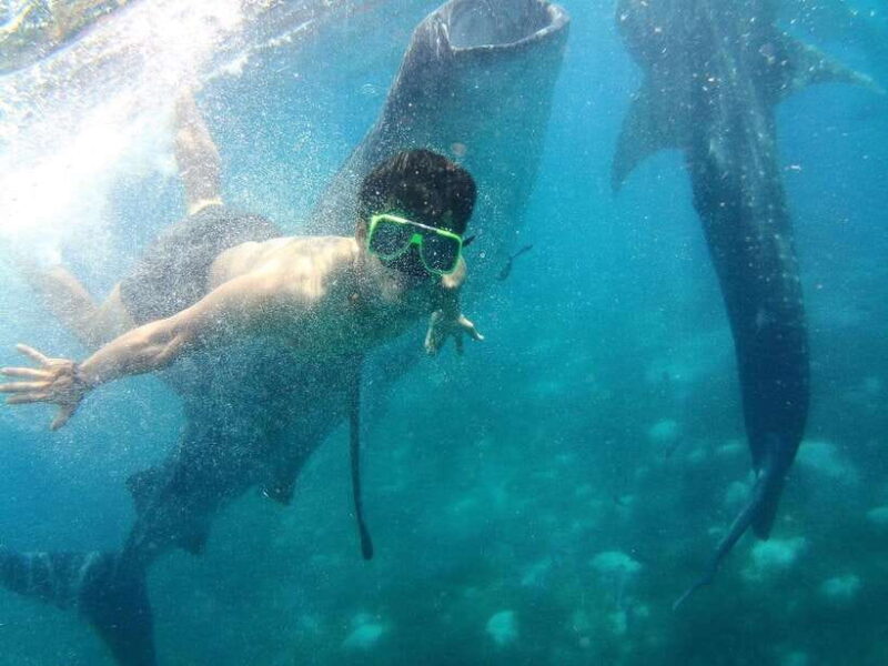 Cebu: Oslob Whale Shark Encounter & SUMILON with Transfers - FAQ