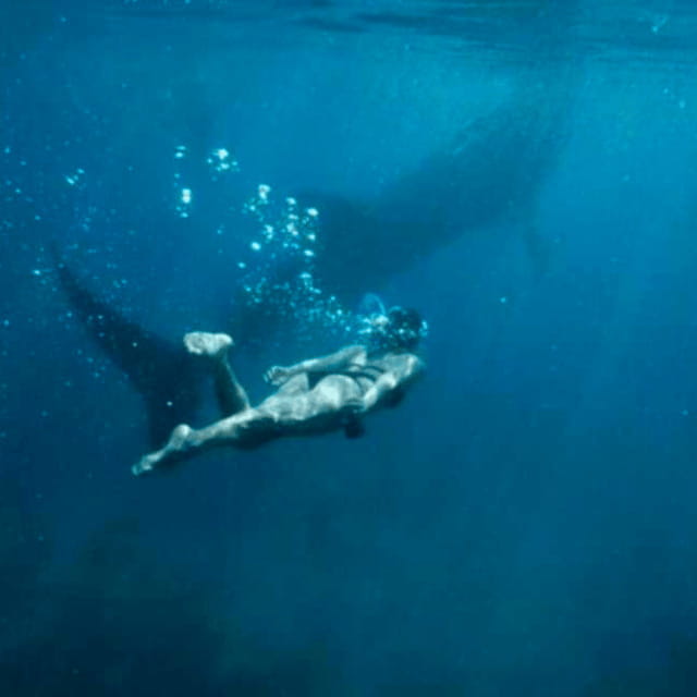 Cebu: Oslob Whale Shark, Sumilon, Ruins, Simala Church - Key Points