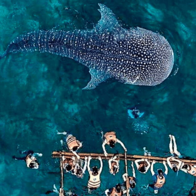 Cebu: Oslob Whale Shark, Sumilon, Ruins, Simala Church - The Cost and What You’re Getting