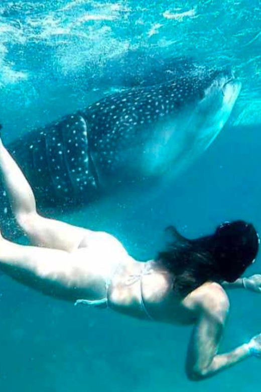 Cebu: Oslob Whale Shark, Sumilon, Ruins, Simala Church - Who Will Love This Tour?