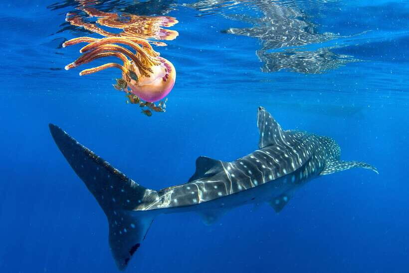 Cebu: Oslob Whale Shark Swim and Sumilon Island Day Tour - Key Points
