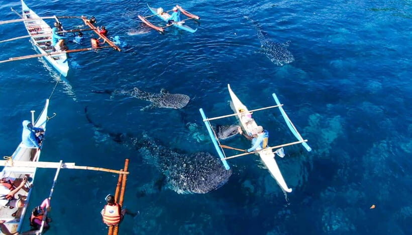 Cebu: Oslob Whale Shark Swimming and Tumalog Falls Tour - A Deeper Look at the Experience