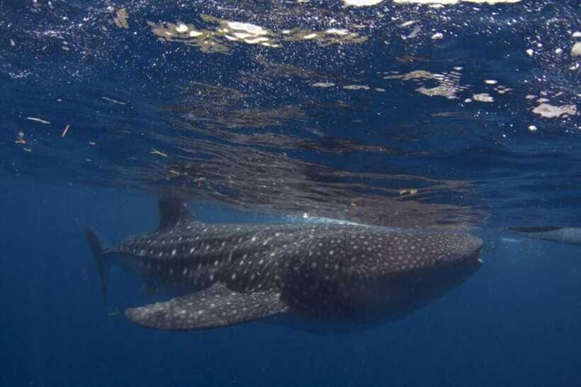 Cebu: Oslob Whale Shark Swimming and Tumalog Falls Tour - FAQ