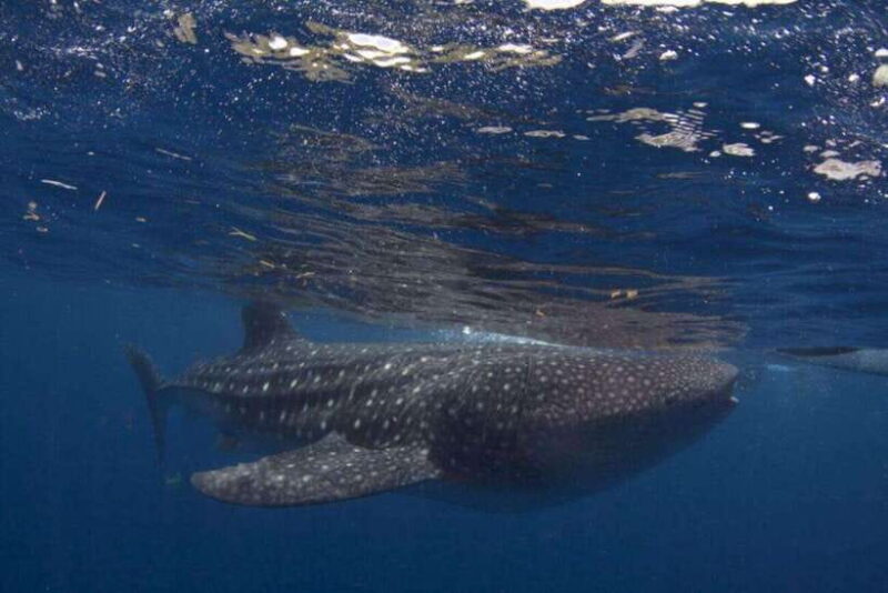 Cebu: Oslob Whale Shark Swimming and Tumalog Falls Tour - The Itinerary in Detail