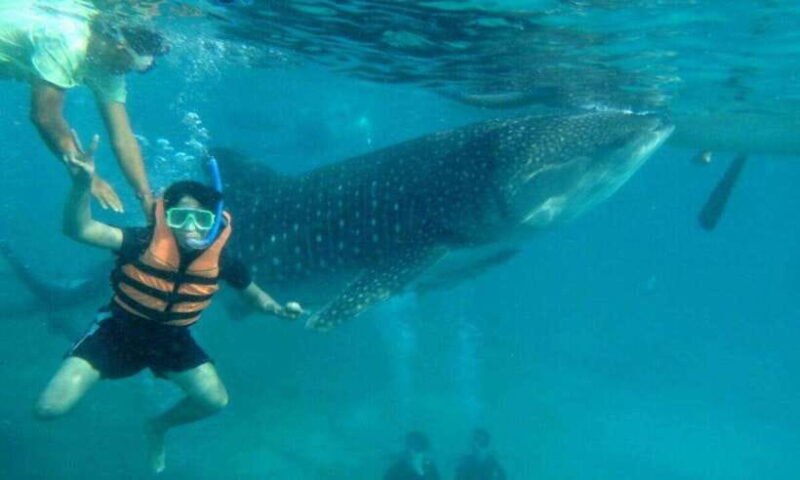 Cebu: Oslob Whale Shark Swimming and Tumalog Falls Tour - Who Should Consider This Tour?