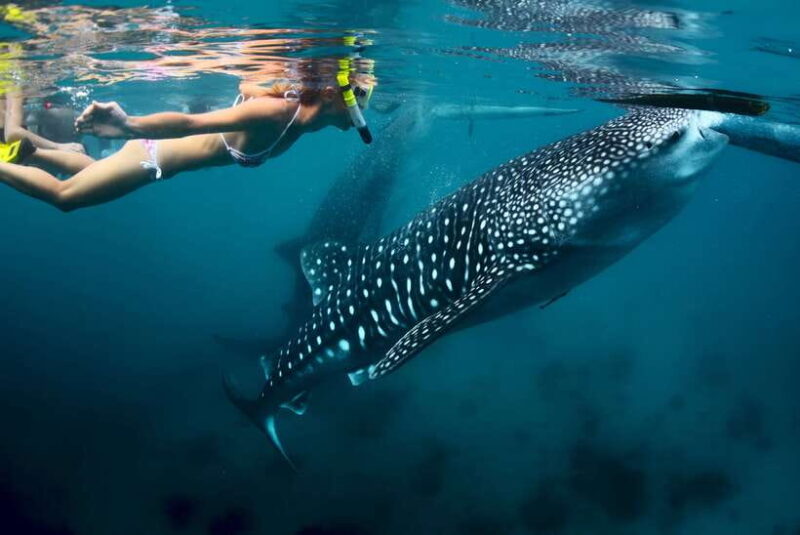 Cebu: Oslob Whale Shark Swimming - Who Would Love This Tour?