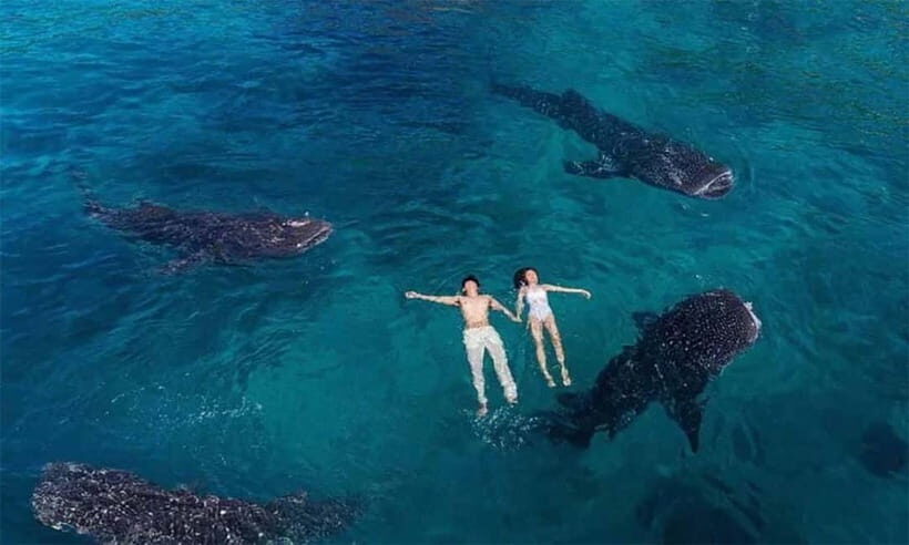 Cebu: Oslob Whale Shark, Tumalog Falls, and Sumilon Sandbar - Who Will Love This Tour?