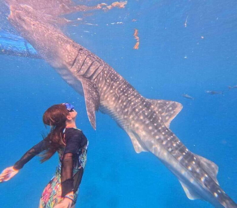 Cebu: Oslob Whale Shark Watching and Badian Canyoneering - FAQ