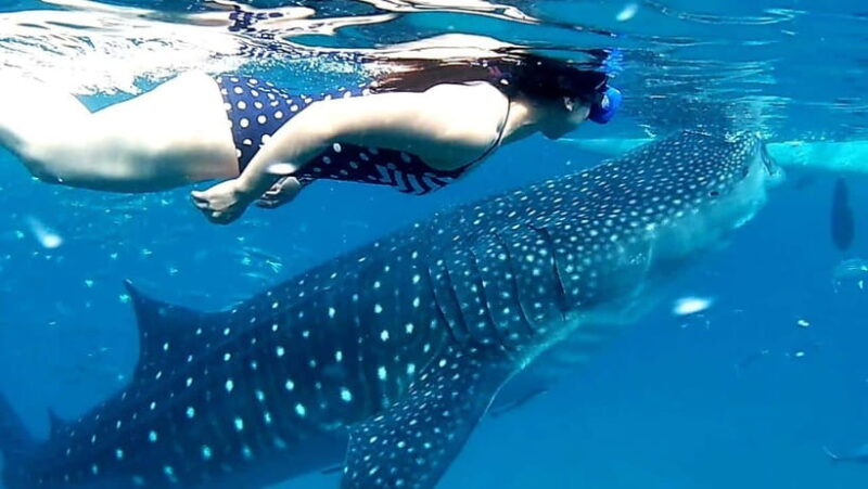 Cebu: Oslob Whale Shark Watching and Inambakan Waterfalls - The Details of the Itinerary