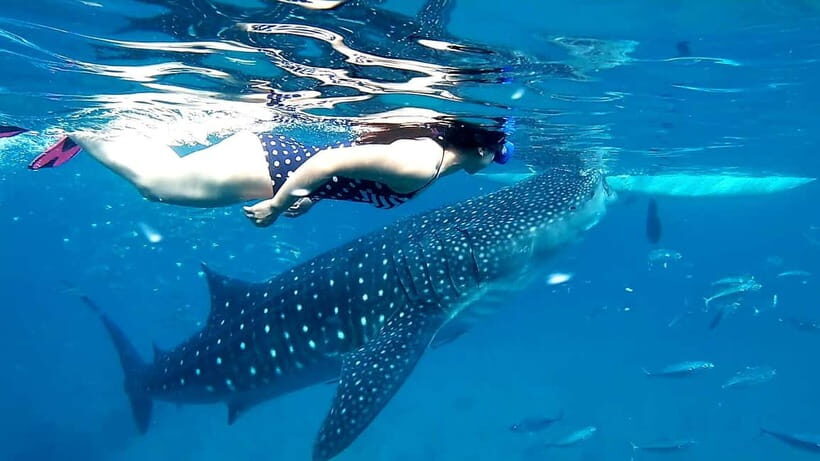 Cebu Oslob: Whale Shark Watching Experience - What to Expect from the Tour