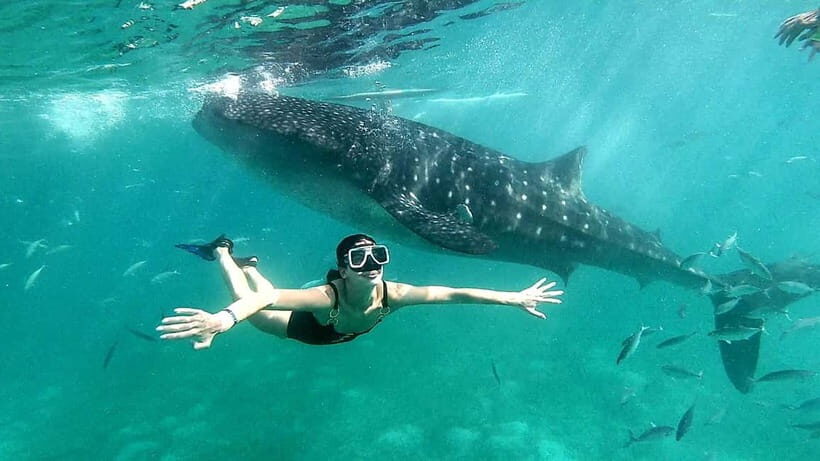 Cebu Oslob: Whale Shark Watching Experience - Practical Tips for Your Trip