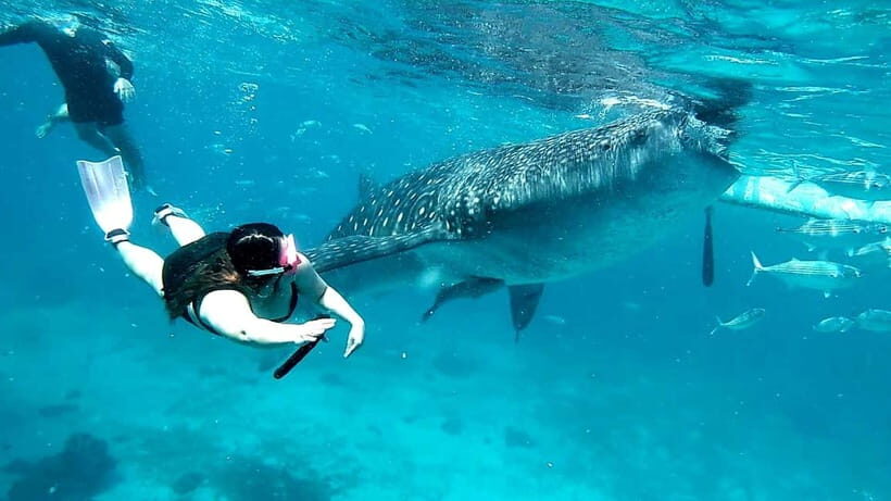 Cebu Oslob: Whale Shark Watching Experience - Who Should Consider This Tour?
