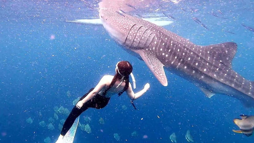 Cebu Oslob: Whale Shark Watching Experience - FAQ