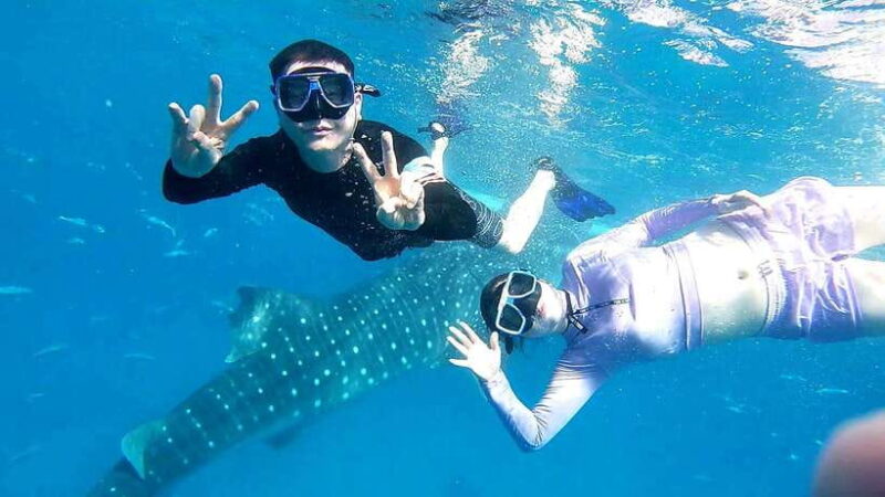 Cebu Oslob: Whale Shark Watching Experience - Key Points