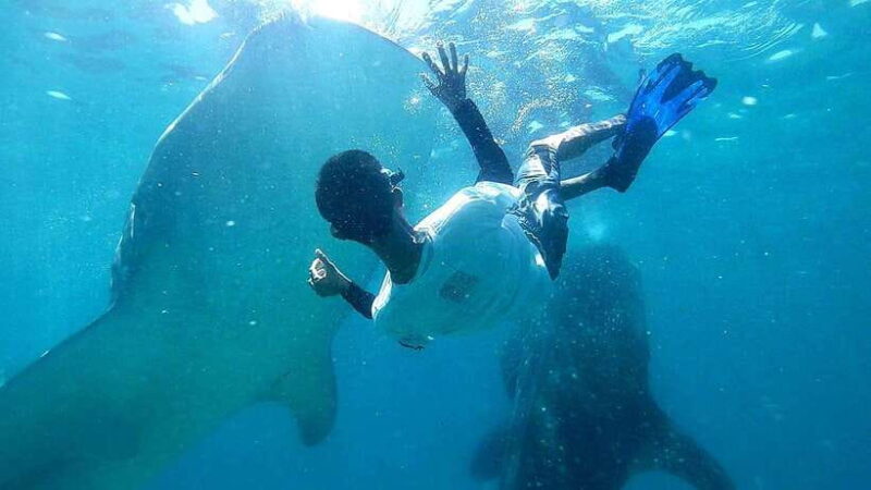 Cebu: Oslob Whale Shark Watching Tour with Hotel Transfer - The Itinerary Breakdown