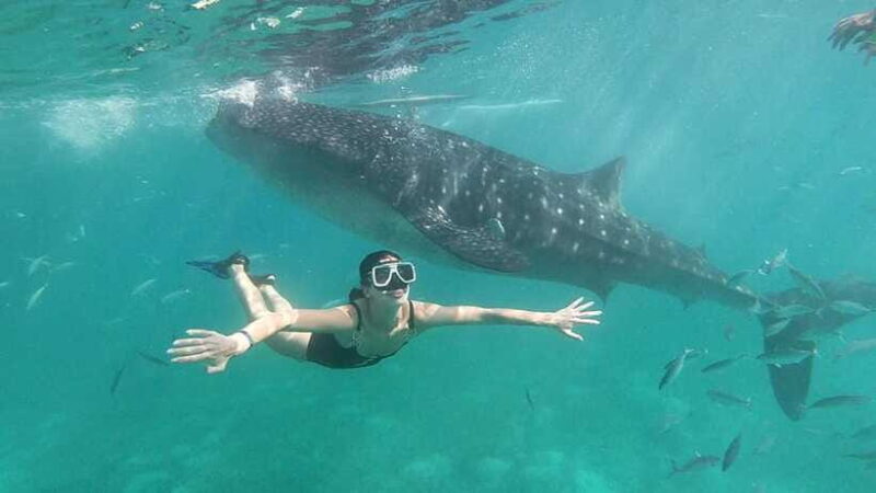 Cebu: Oslob Whale Shark Watching Tour with Hotel Transfer - The Sum Up