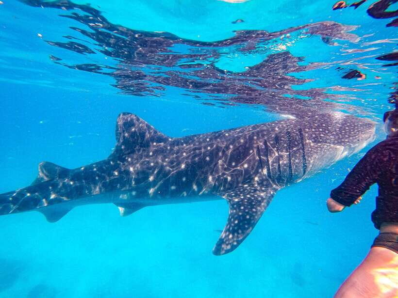 Cebu: Oslob Whale Sharks, Moalboal Sardine Run & Turtles - Key Points