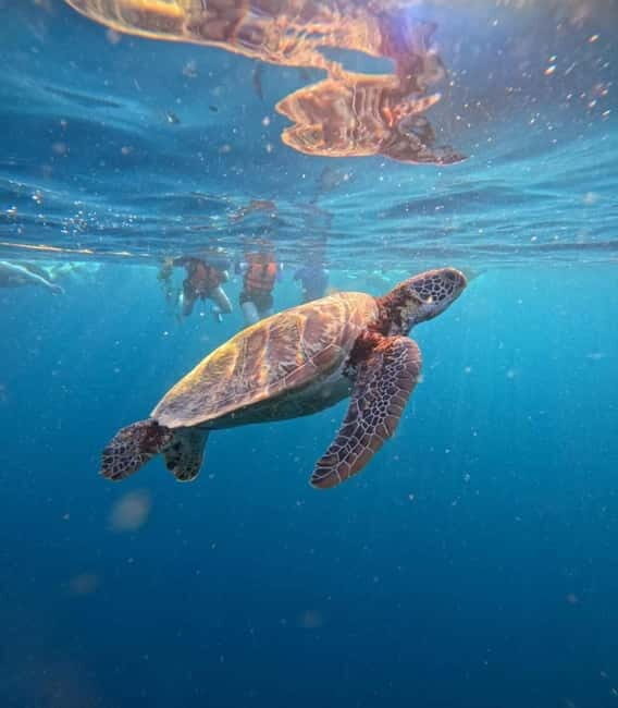 Cebu: Oslob Whale Sharks, Moalboal Sardine Run & Turtles - An In-Depth Look at the Tour Experience