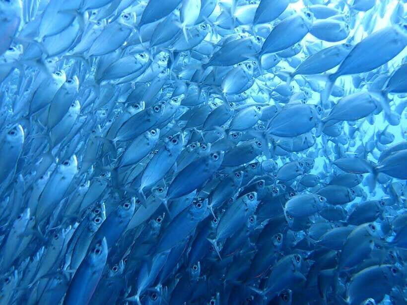 Cebu: Oslob Whale Sharks, Moalboal Sardine Run & Turtles - Final Words