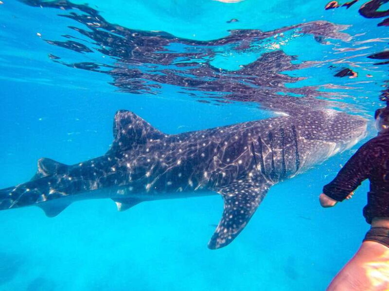 Cebu: Oslob Whale Sharks, Moalboal Sardine Run & Turtles - A Day Packed with Marine Marvels