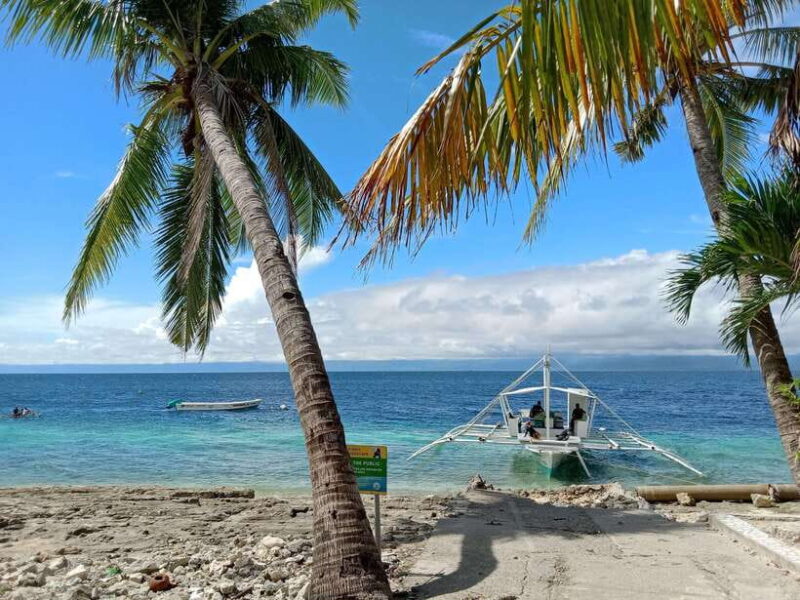 Cebu: Oslob Whale Sharks, Moalboal Sardine Run & Turtles - FAQs