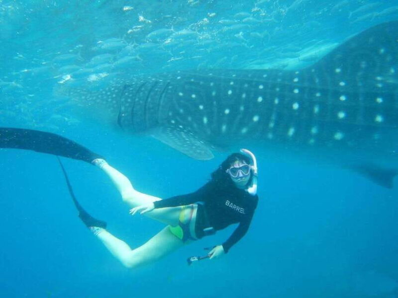 Cebu: Oslob Whale Sharks, Tumalog Falls & Sardine Snorkeling - Key Points