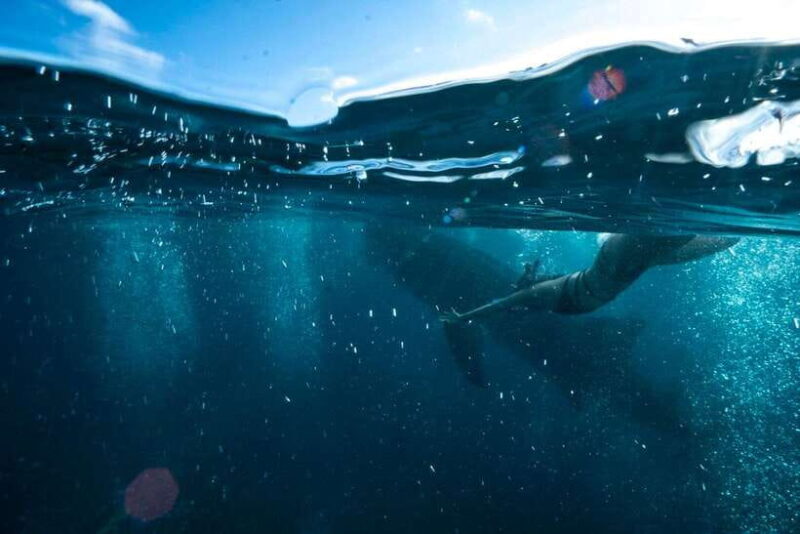 Cebu: Oslob Whale Sharks, Tumalog Falls & Sardine Snorkeling - Breaking Down the Itinerary